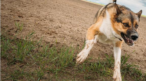 Gold Coast Council to crack down on off-leash dogs after fatal attack