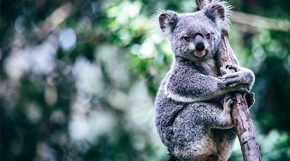Qld govt announces MILLIONS in funding for Koalas, threatened species