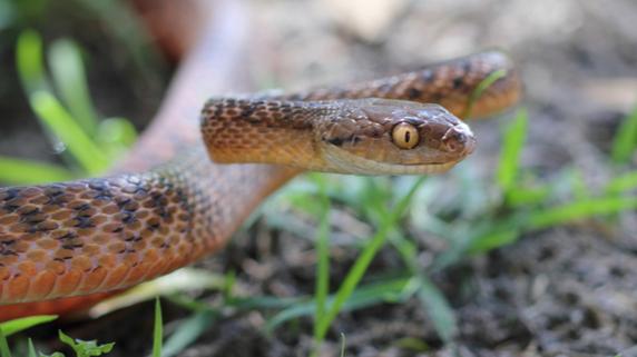 Man dead after suffering snake bites south of Mackay