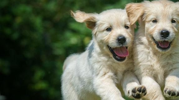 Dog people less lonely more mindful: study