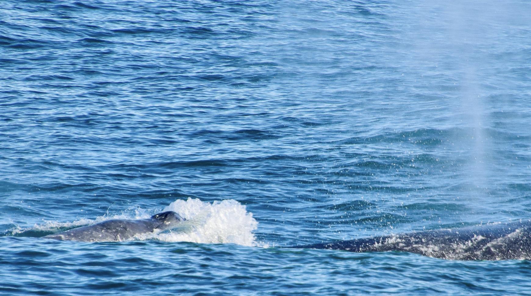 Two incredible unique whale encounters on the Gold Coast.