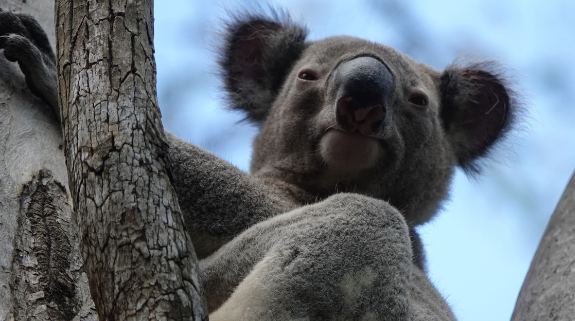 Gold Coasters urged to take care as koala breeding season begins