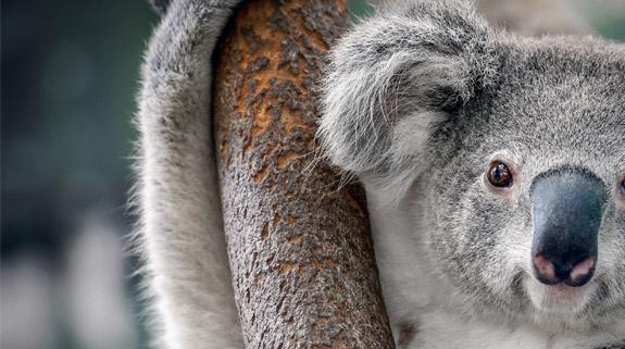 WATCH: How to keep koalas safe this breeding season