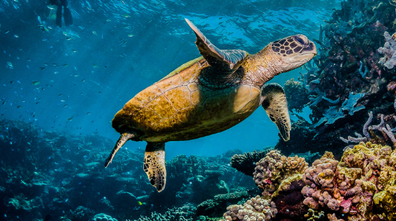 Great Barrier Reef charity run hitting the Gold Coast