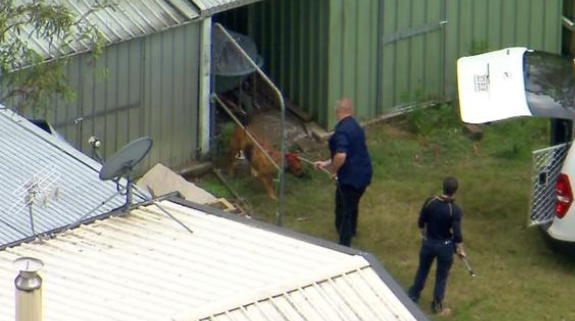 Dogs in fatal Qld mauling euthanised