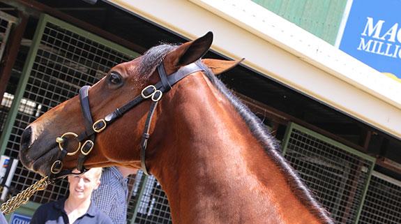 REVEALED: Massive boost for Gold Coast’s Magic Millions carnival