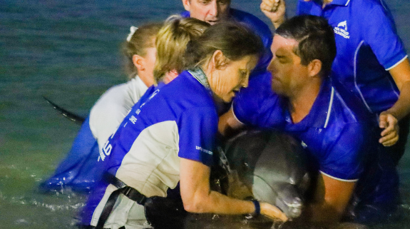 WATCH: Sea World team rescue entangled dolphin on QLD beach