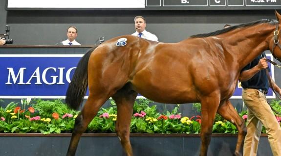 Magic Millions Yearling Sale wraps up with all-time record