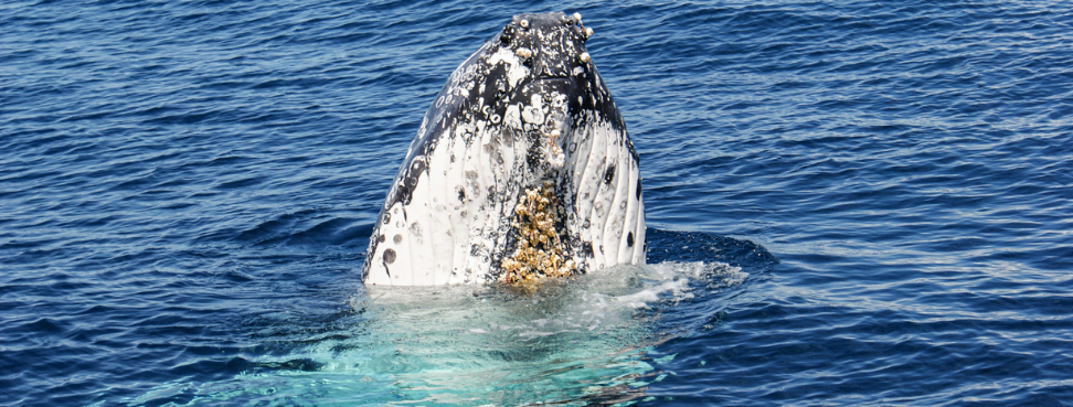 Weekly Whale Report: Sea World Cruises Whale Watching vessel gets mugged by curious humpback whales.