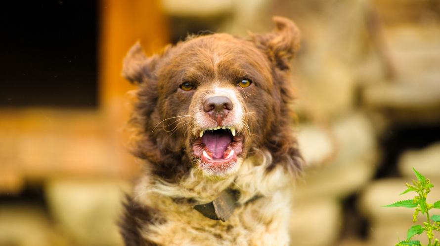 Qld Government passes tough dangerous dog laws