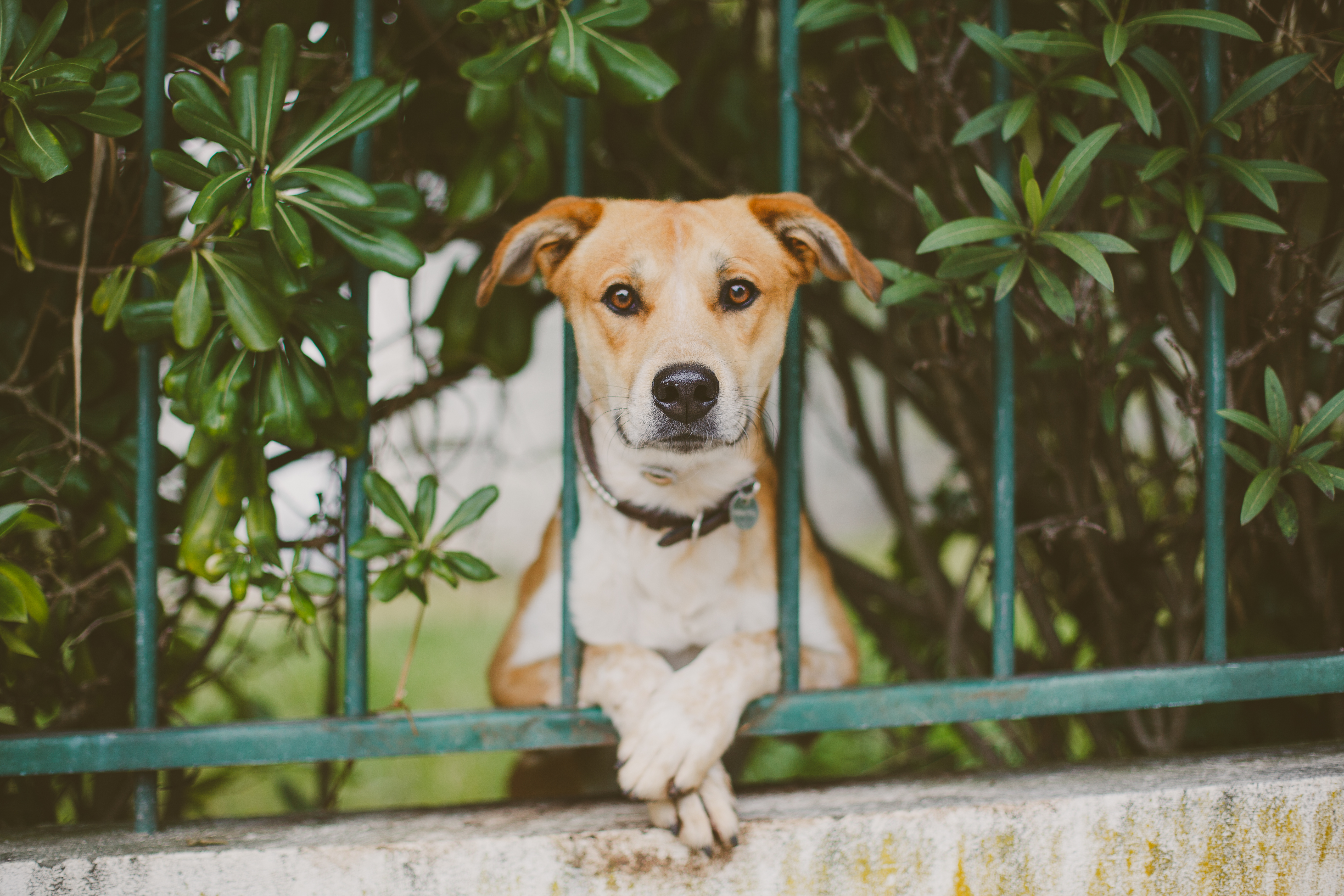 Tough new dog management laws come into effect on the Gold Coast