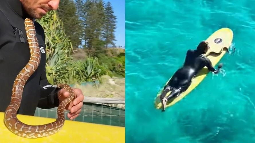 Man fined for taking his pet snake surfing on the Gold Coast