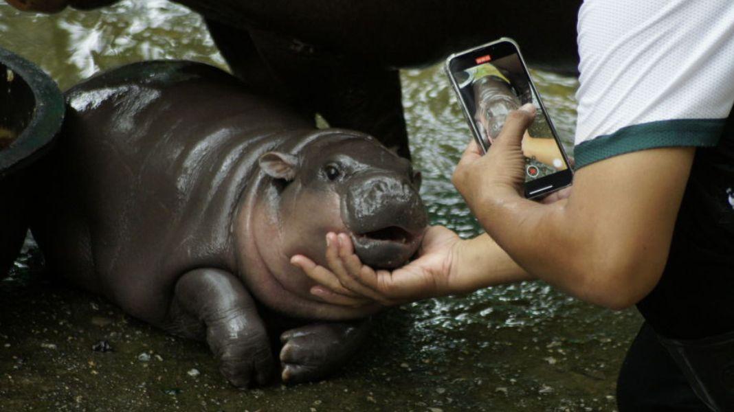 Tiny Hippo Becomes Zoo’s Biggest Star