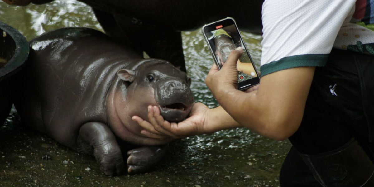 Tiny Hippo Becomes Zoo’s Biggest Star