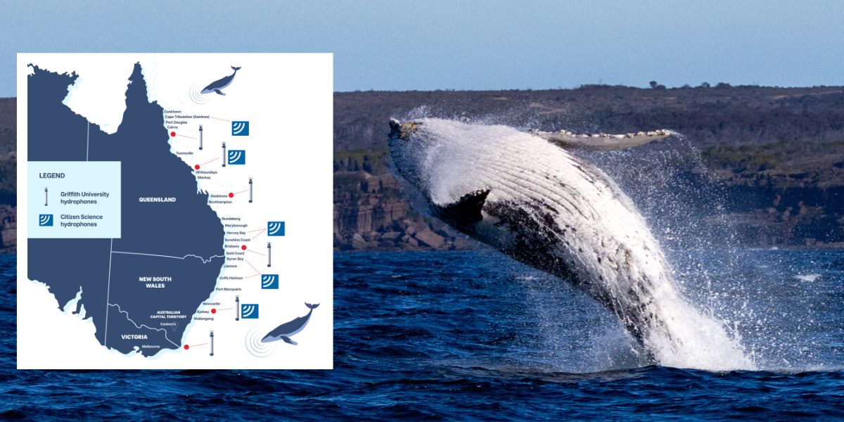 How Google are Using AI to Track Whales