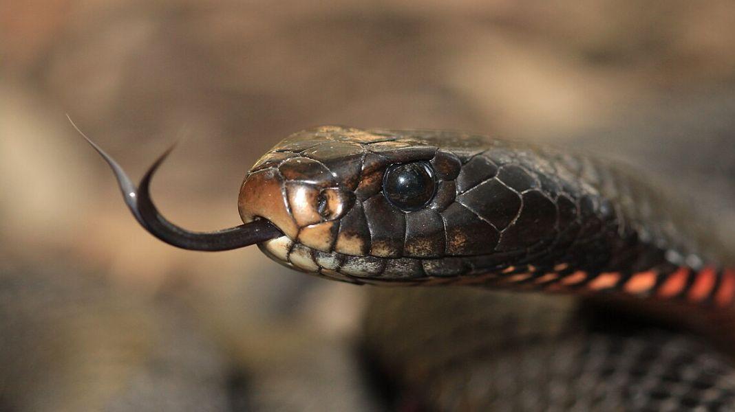 Over 100 Snakes Found in Aussie Backyard