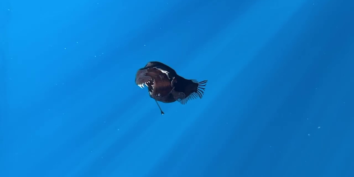 Ultra Rare Black ‘Seadevil’ Anglerfish Spotted At Ocean Surface