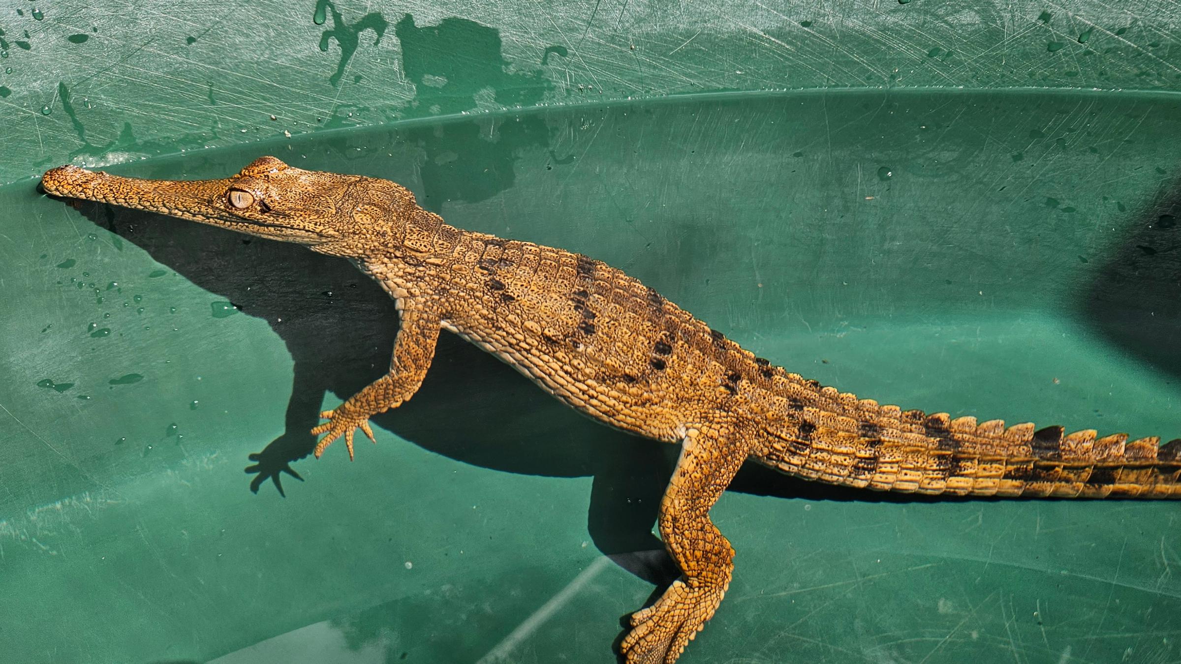 Rangers investigating how a croc ended up on the Gold Coast
