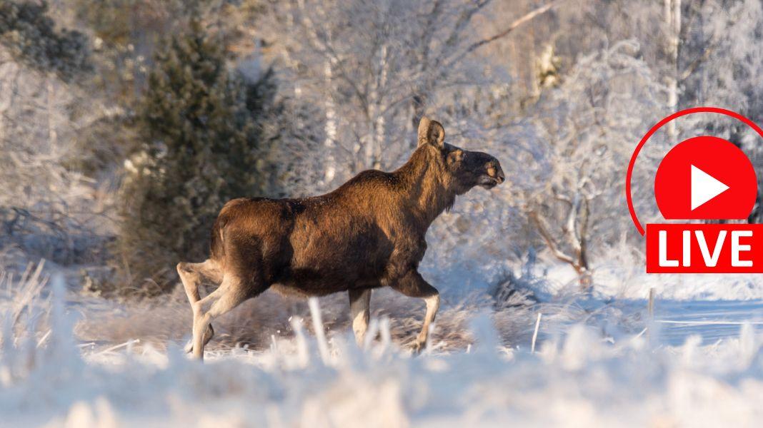 Slow, Steady, Spectacular: Sweden’s Moose March Captivates Millions