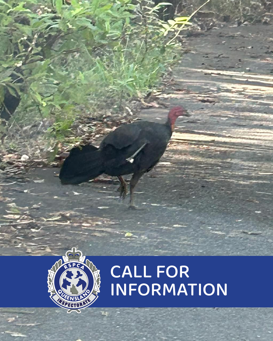 RSPCA investigating after bush turkeys shot with arrows
