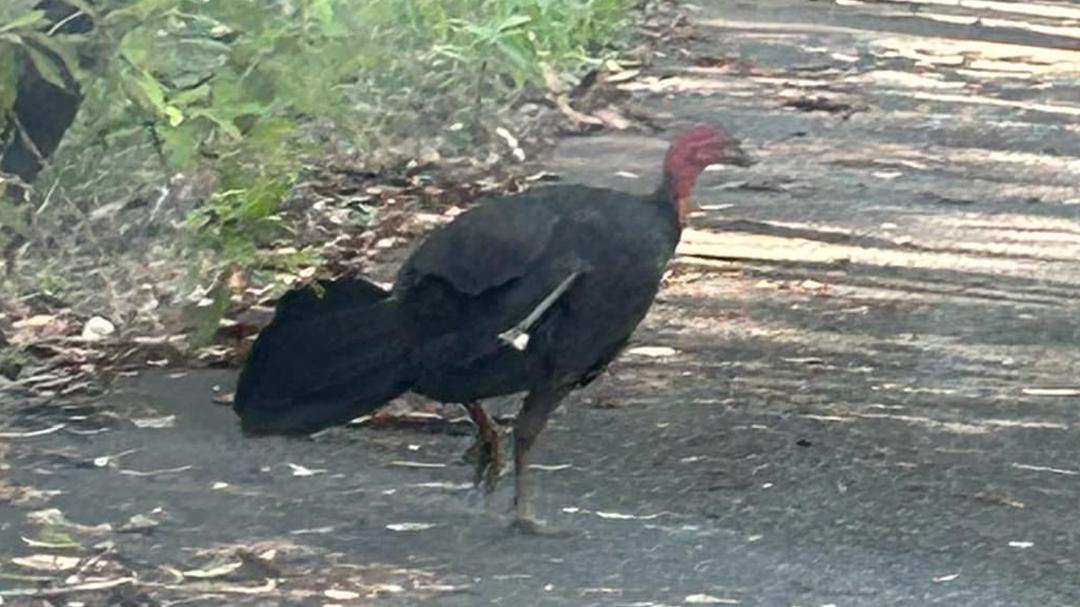 RSPCA investigating after bush turkeys shot with arrows