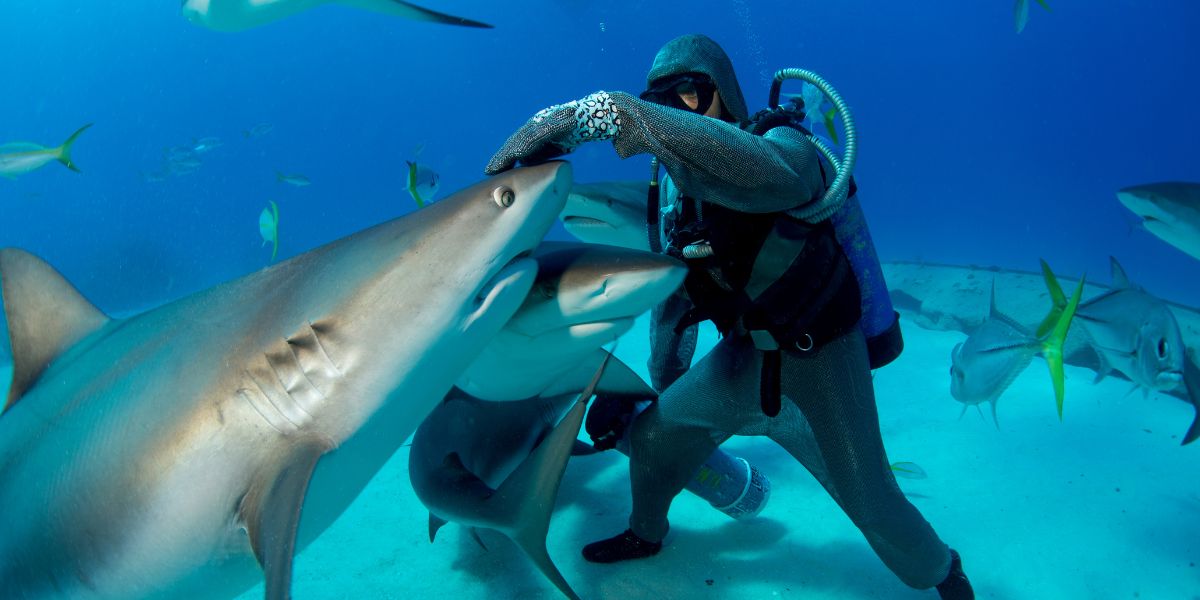 New Netflix Documentary, Shark Whisperer, A Diver’s Quest to Save Sharks