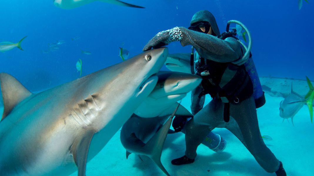 New Netflix Documentary, Shark Whisperer, A Diver’s Quest to Save Sharks