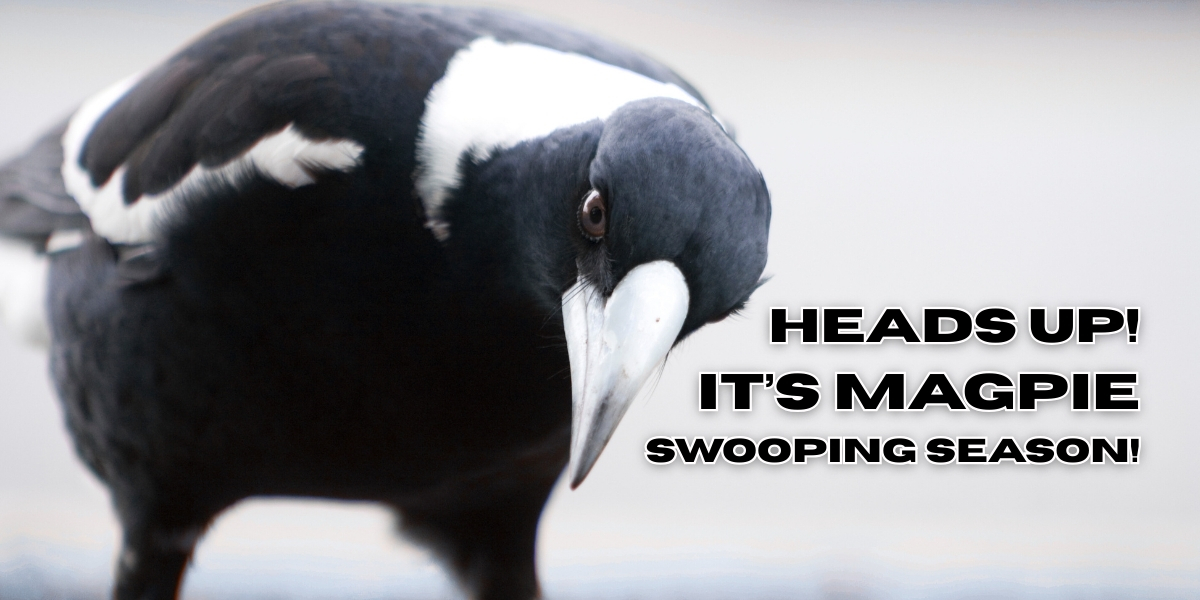 Heads Up! It’s Magpie Swooping Season!