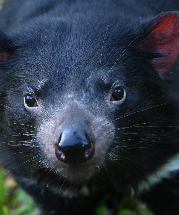 Search continues for missing Tasmanian Devil at Gold Coast wildlife park