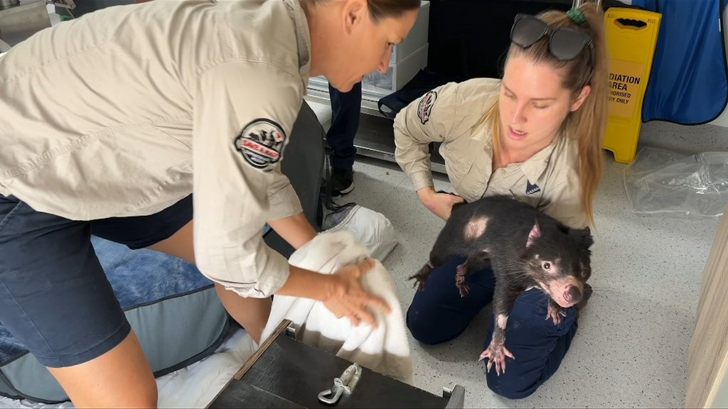 Mary the Tassie Devil returns home to Paradise Country