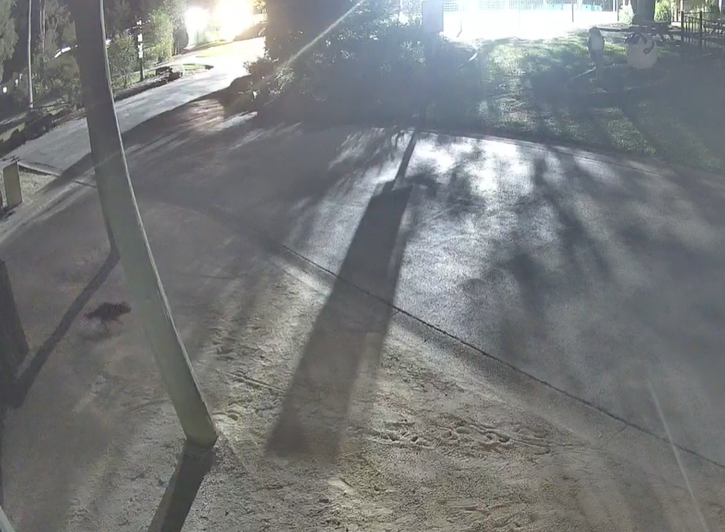 WATCH: Search continues for missing Tasmanian Devil at GC wildlife park