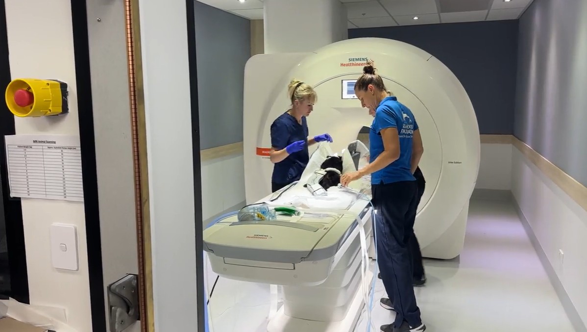WATCH: Mary the Tasmanian Devil undergoes MRI amid recovery from two ...