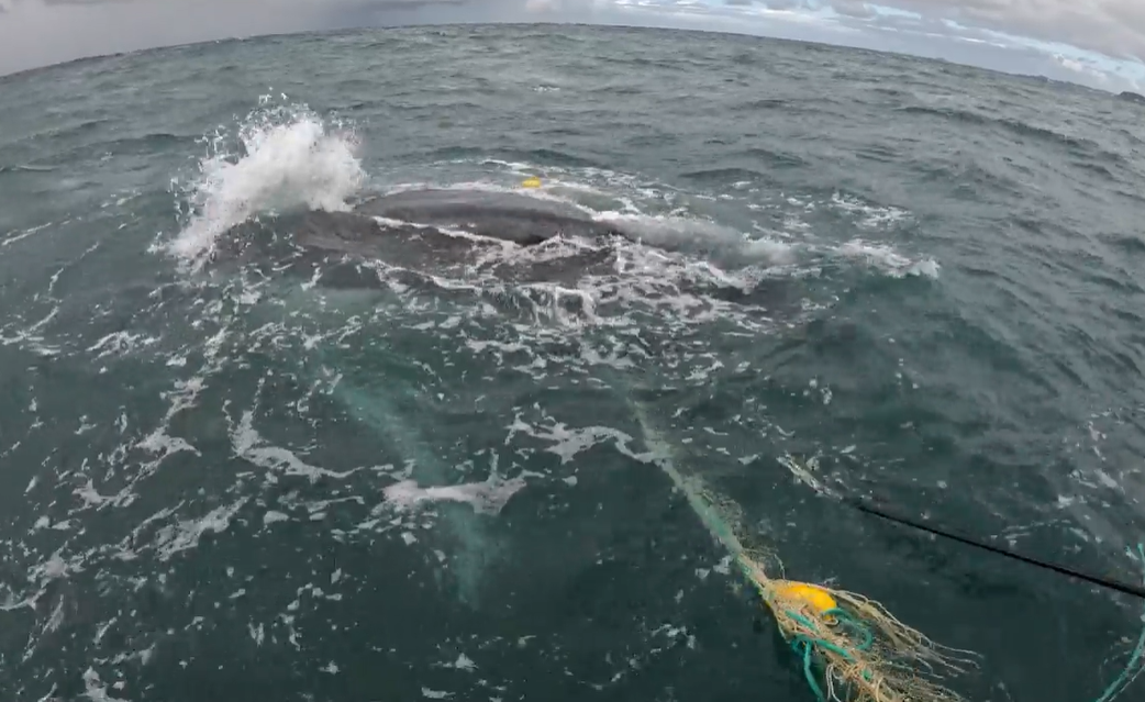 WATCH: Entangled humpback freed in mammoth Gold Coast rescue mission